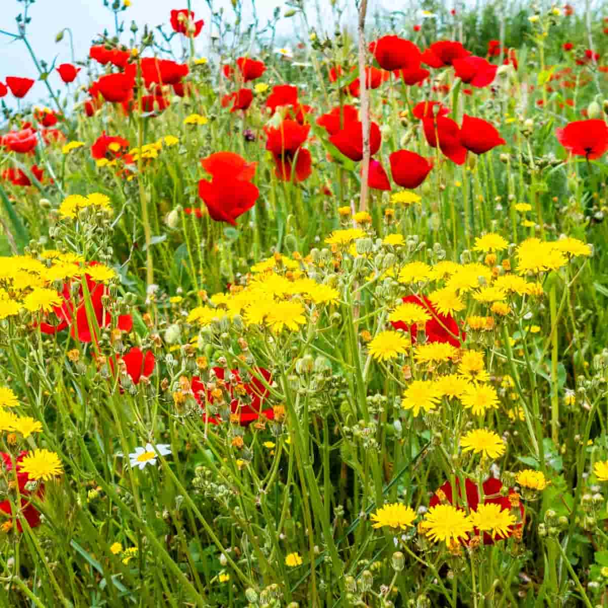 Prayer For The Month Of June: God's Blessings - ChristiansTT